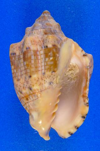 shellauction.net :: Voluta musica - 3567667