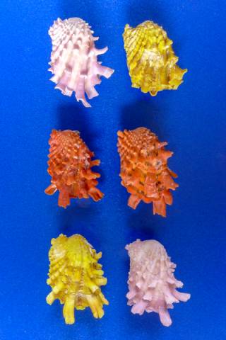 shellauction.net :: Cardita crassicosta - 3567687