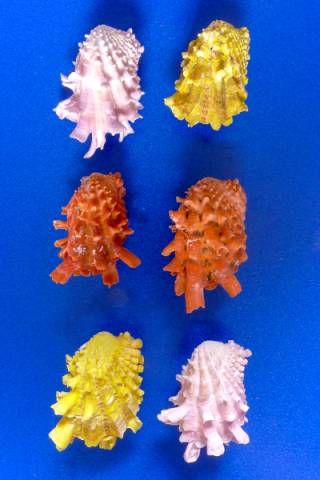 shellauction.net :: Cardita crassicosta - 3567687