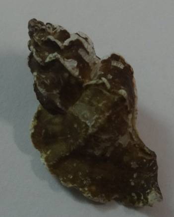 shellauction.net :: Dermomurex neglectus - 3567726