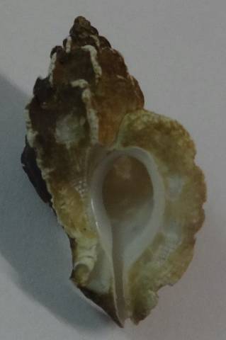 shellauction.net :: Dermomurex neglectus - 3567726