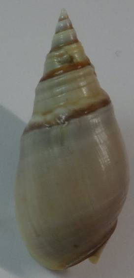 shellauction.net :: Bullia callosa - 3567729