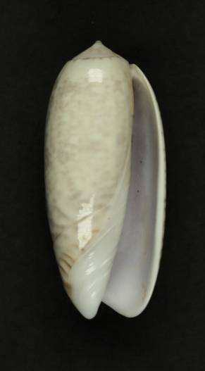 shellauction.net :: Oliva ornata - 3567807