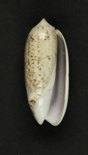 shellauction.net :: Oliva ornata - 3567809