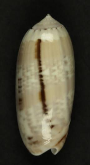 shellauction.net :: Oliva ornata - 3567811
