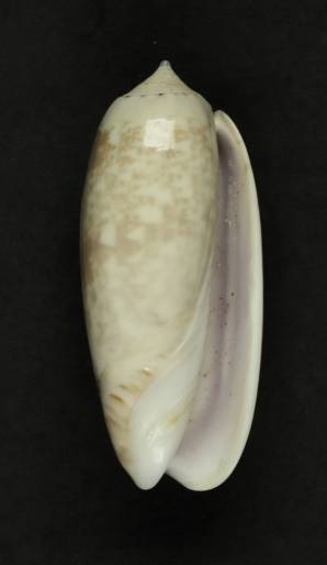 shellauction.net :: Oliva ornata - 3567812