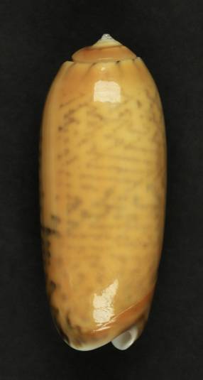 shellauction.net :: Oliva irisans f.cryptospira - 3567854