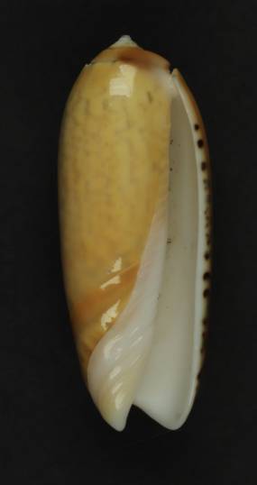 shellauction.net :: Oliva irisans f.cryptospira - 3567854