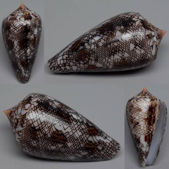 shellauction.net :: Conus abbas - 3567948