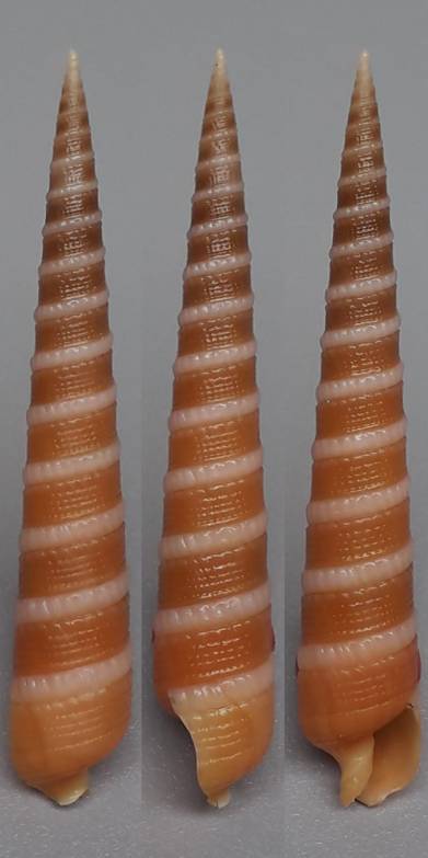 shellauction.net :: Terebra sp. - 3567972