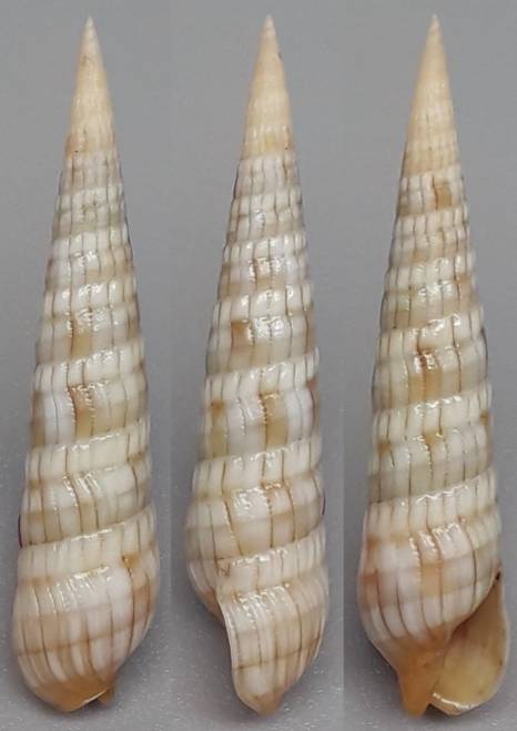 shellauction.net :: Terebra sp. - 3567979