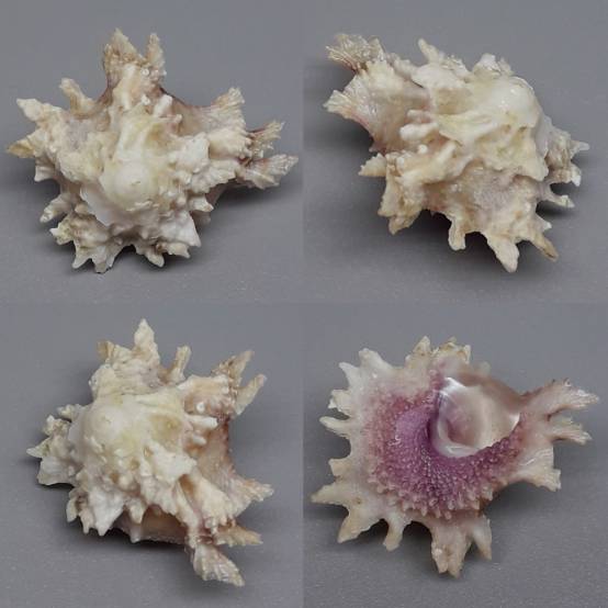 shellauction.net :: Astralium rhodostomum - 3567986