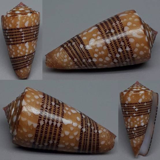 shellauction.net :: Conus nobilis victor - 3568035