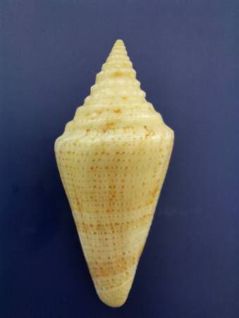 shellauction.net :: Conus granarius f. sanctaemarthae - 3568068