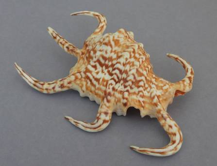 shellauction.net :: Harpago chiragra rugosus - 3568071