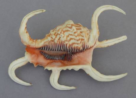 shellauction.net :: Harpago chiragra rugosus - 3568071