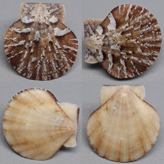 shellauction.net :: Pecten pyxidatus - 3568267