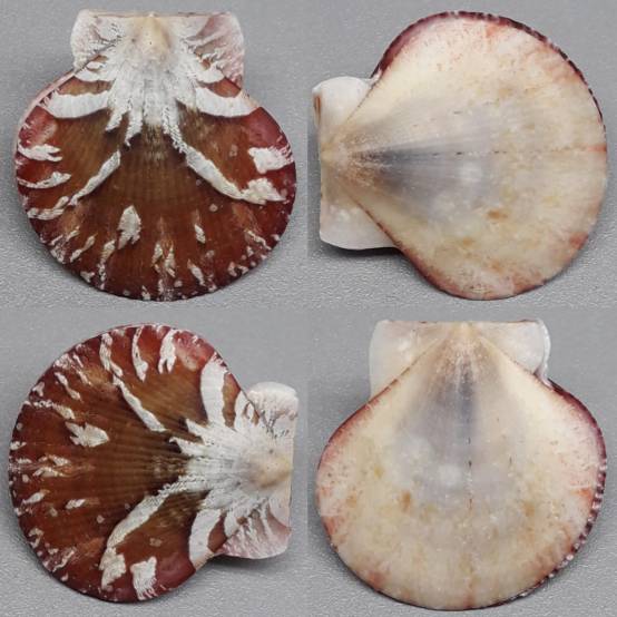 shellauction.net :: Pecten pyxidatus - 3568269
