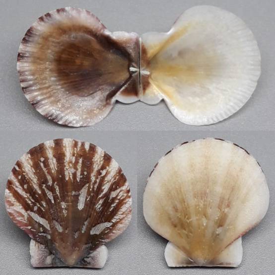 shellauction.net :: Pecten pyxidatus - 3568270