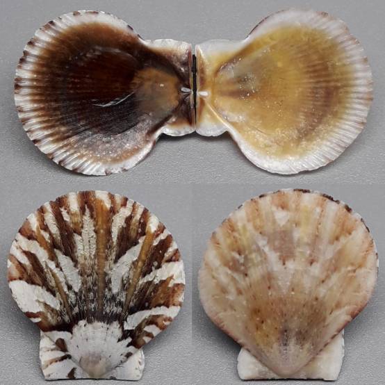 shellauction.net :: Pecten pyxidatus - 3568272