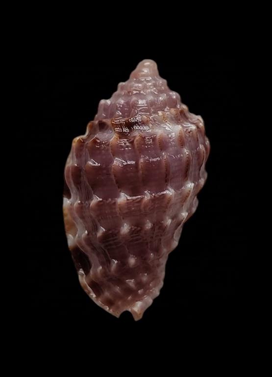 shellauction.net :: Morum matthewsi - 3568392