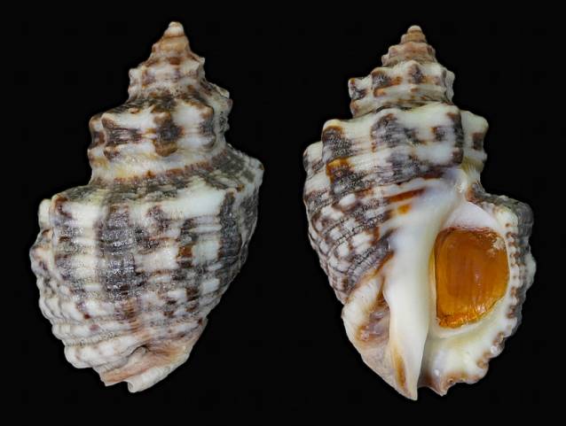 shellauction.net :: Indothais guglielmii - 3568408