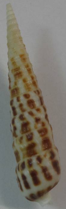 shellauction.net :: Terebra ornata - 3568421