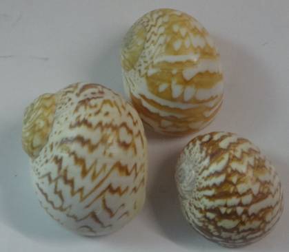 shellauction.net :: Natica fulminea - 3568439