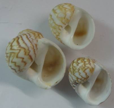 shellauction.net :: Natica fulminea - 3568439