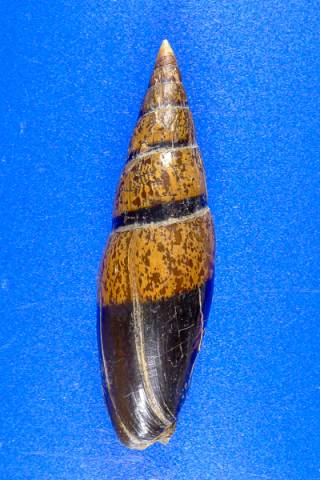 shellauction.net :: Episcomitra zonata - 3568471