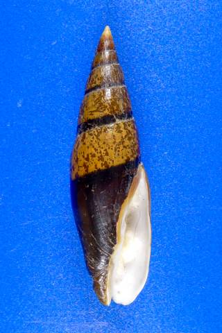 shellauction.net :: Episcomitra zonata - 3568471