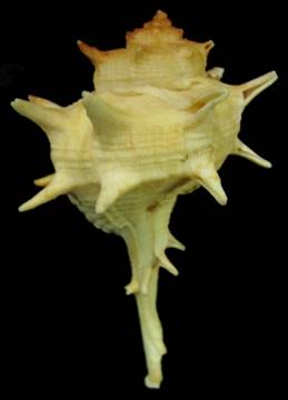 shellauction.net :: Bolinus cornutus - 3568519