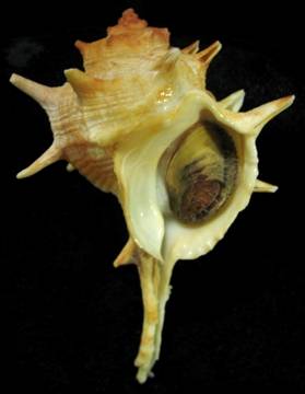 shellauction.net :: Bolinus cornutus - 3568519