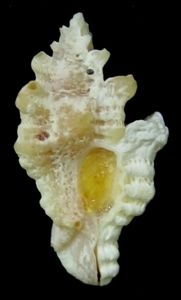 shellauction.net :: Tripterotyphis triangularis - 3568531