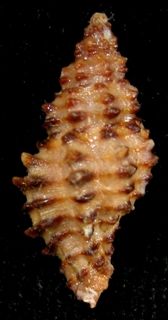 shellauction.net :: Muricopsis marcusi - 3568560