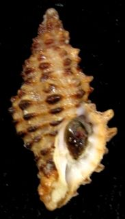 shellauction.net :: Muricopsis marcusi - 3568560