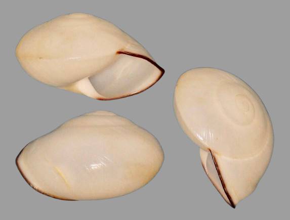 shellauction.net :: Chloraea virgo - 3568635