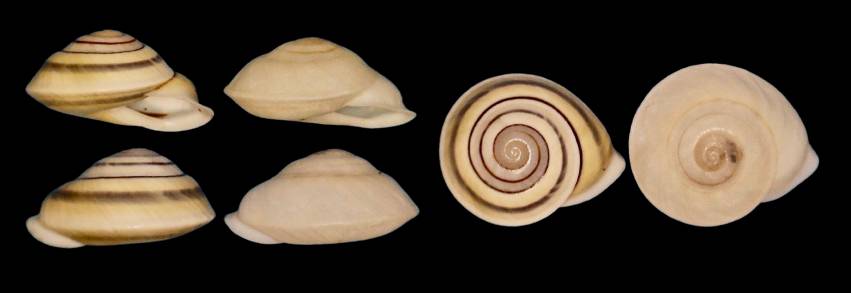 shellauction.net :: Chloraea fibula - 3568637