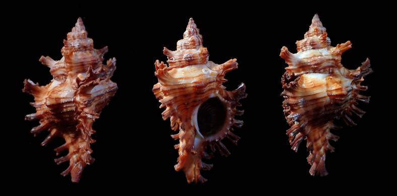 shellauction.net :: Chicoreus jessicae - 3568660