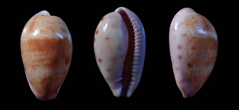 shellauction.net :: Erronea walkeri surabejensis - 3568679