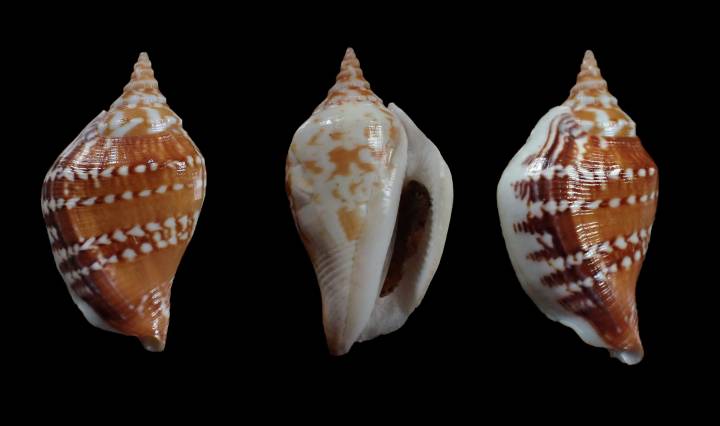 shellauction.net :: Strombus dilatatus - 3568684