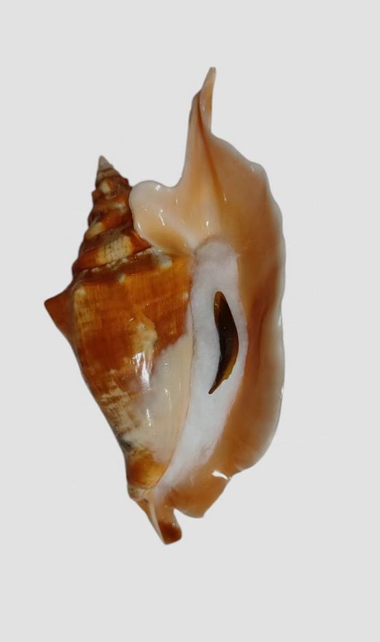 shellauction.net :: Aliger gallus - 3568688