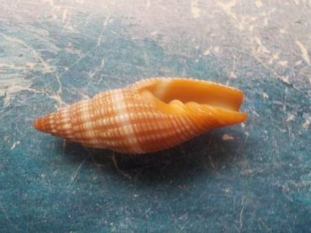 shellauction.net :: Mitra sp. - 3568728