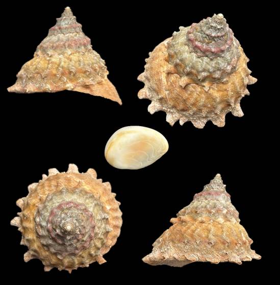 shellauction.net :: Bolma andersoni - 3568732