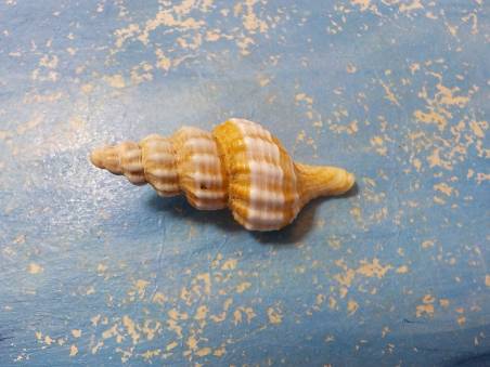 shellauction.net :: Fusinus syracusanus - 3568765