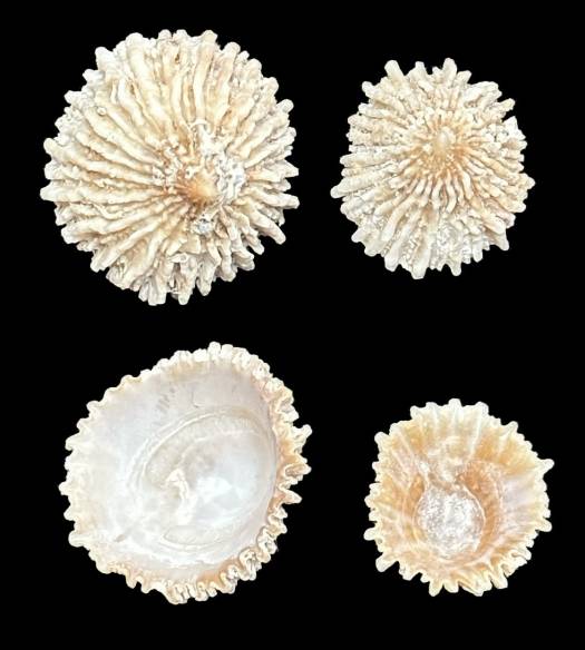 shellauction.net :: Trimusculus costatus - 3568796