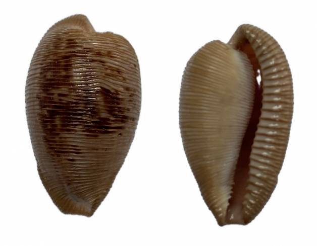 shellauction.net :: Cypraea capensis capensis - 3568797