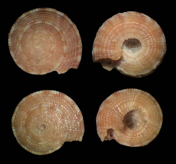 shellauction.net :: Heliacus implexus - 3568829