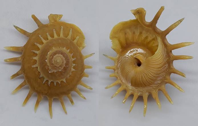 shellauction.net :: Stellaria solaris - 3568899