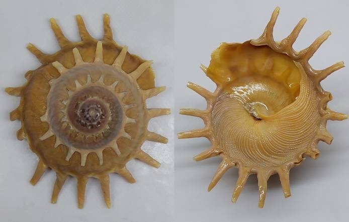 shellauction.net :: Stellaria solaris - 3568900